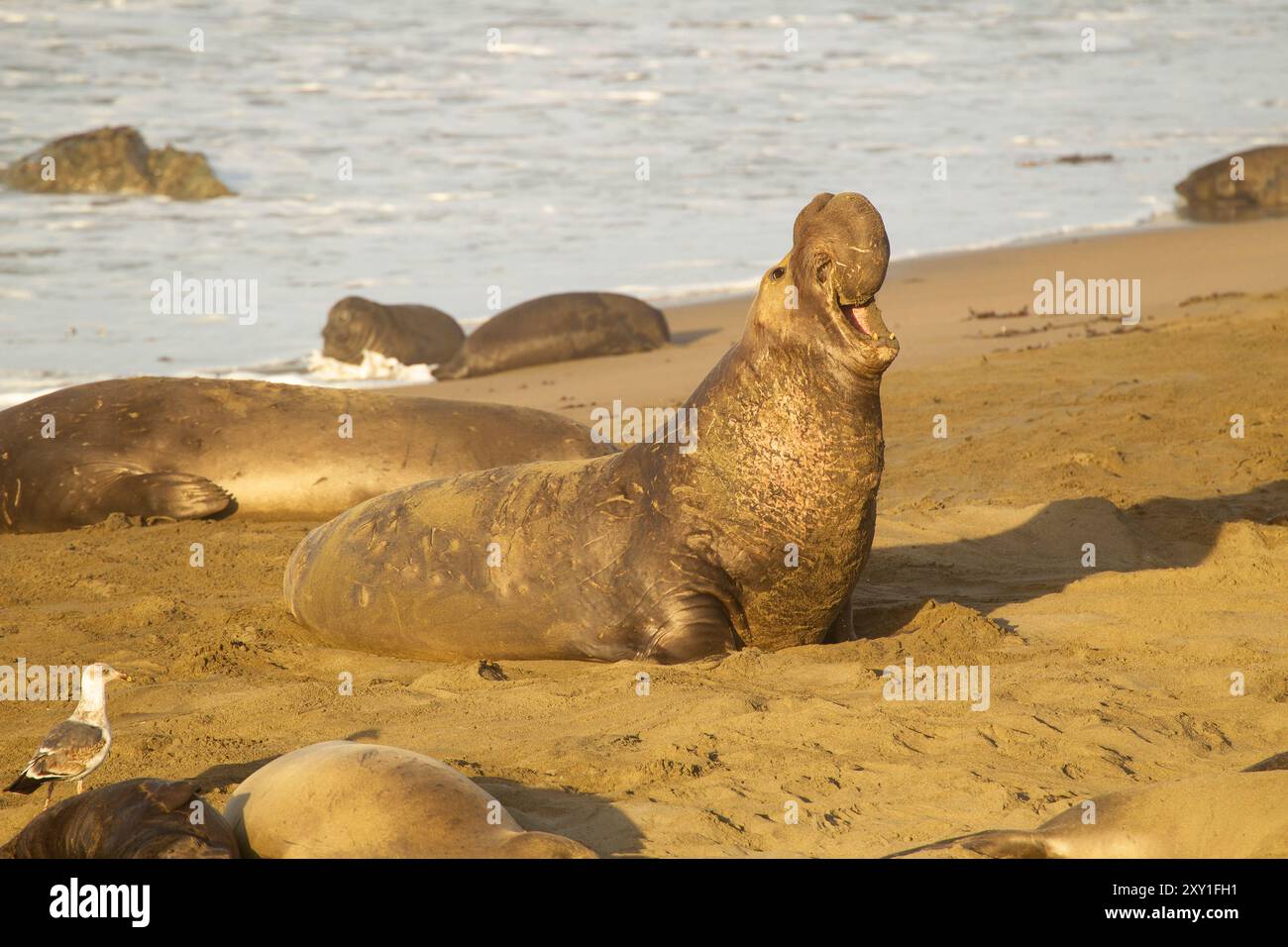 Northern elephant seal (Mirounga angustirostris). Also known as sea ...