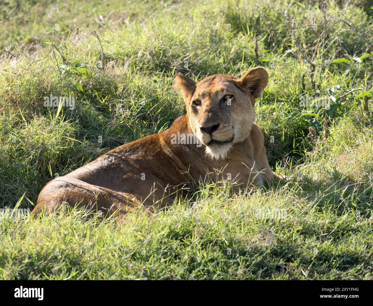 African lion (Panthera leo) Female laying in grassland, Queen Elizabeth ...