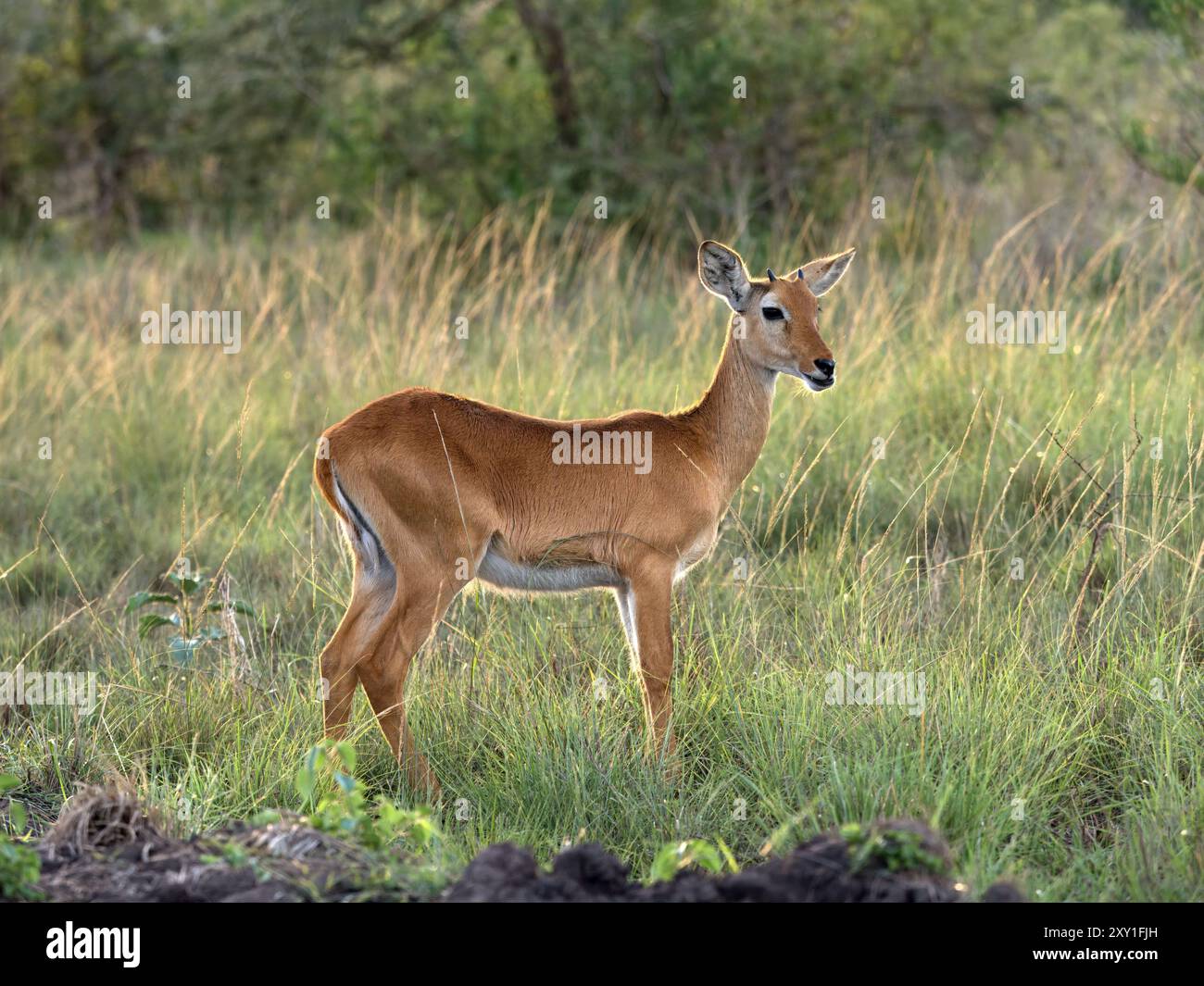 Ugandan kob (Kobus kob thomasi), female standiing in grassland, Queen ...