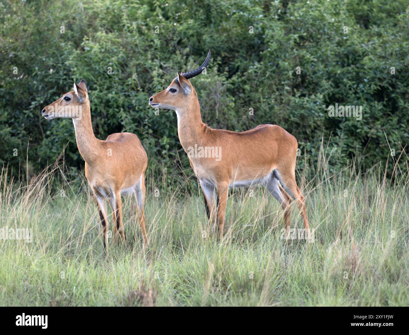 Ugandan kob (Kobus kob thomasi), male and female standiing in grassland ...