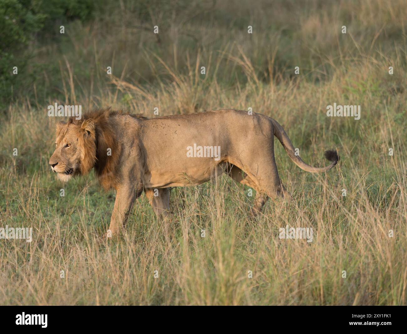 African lion (Panthera leo) male walking, Queen Elizabeth National Park ...