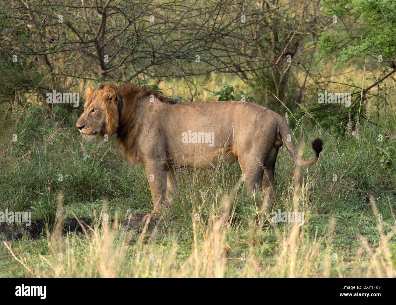 African lion (Panthera leo) male walking, Queen Elizabeth National Park ...
