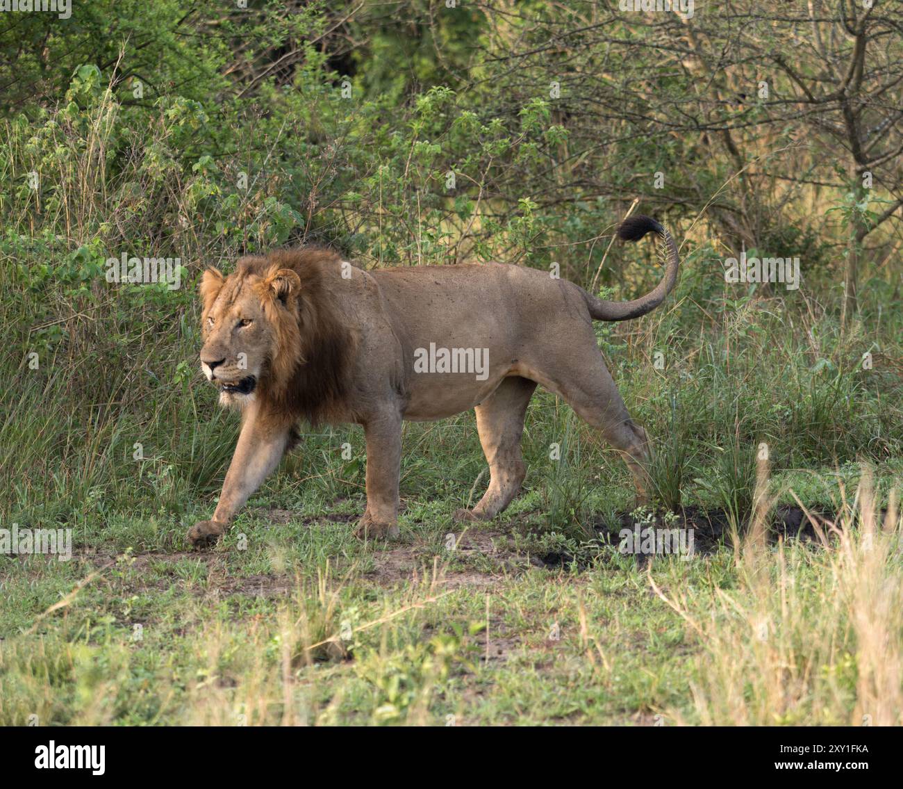 African lion (Panthera leo) male walking, Queen Elizabeth National Park ...