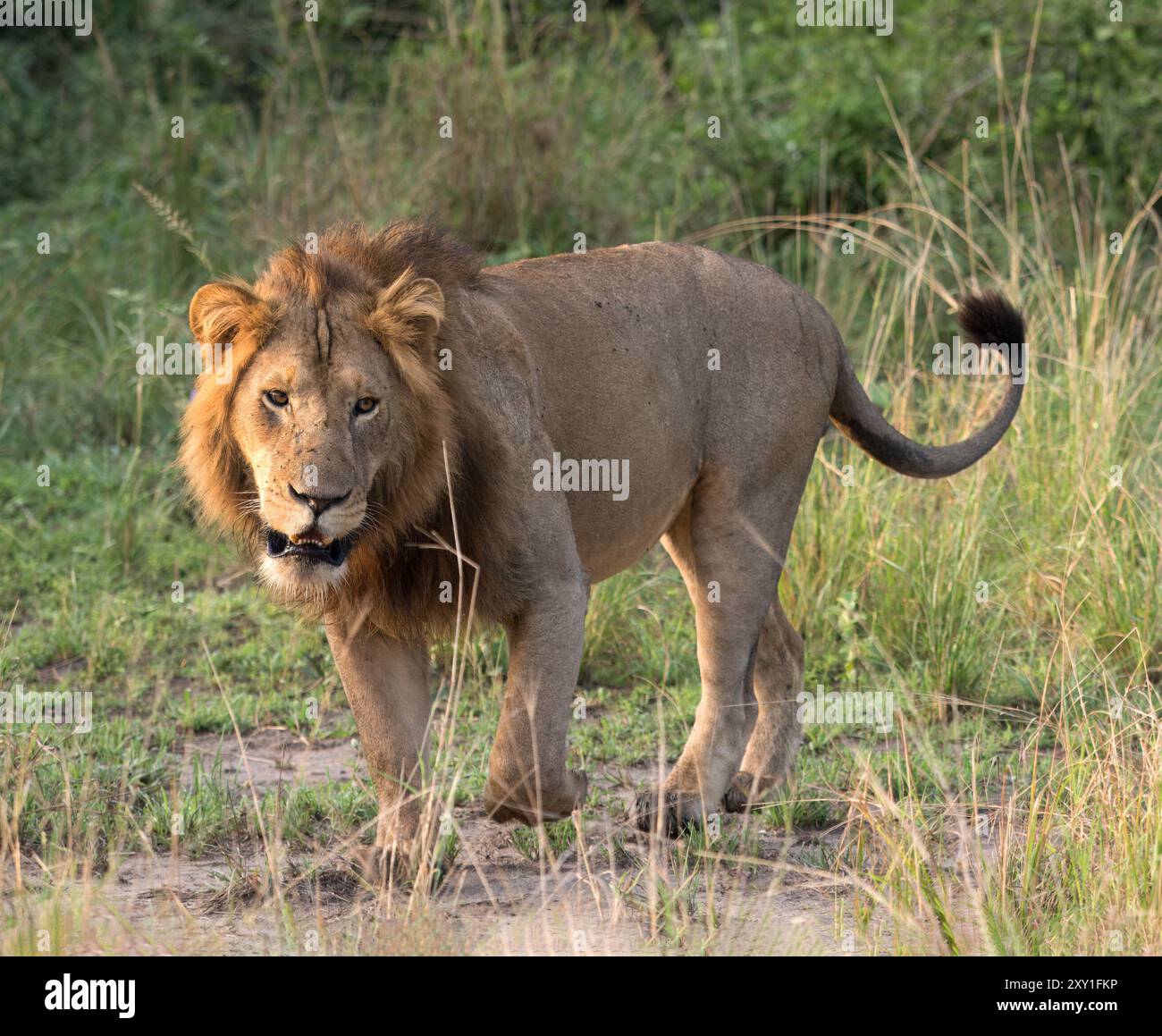 African lion (Panthera leo) male walking, Queen Elizabeth National Park ...