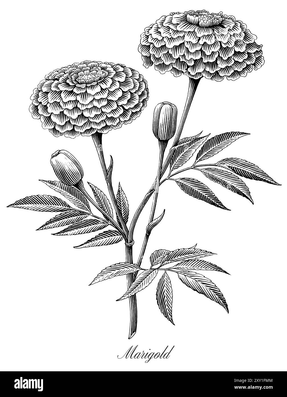 Marigold hand draw engraving vintage style black and white clip art ...