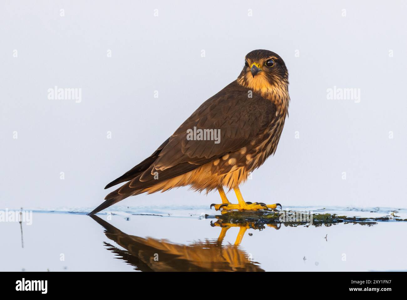 The merlin (Falco columbarius) drinking water Stock Photo - Alamy