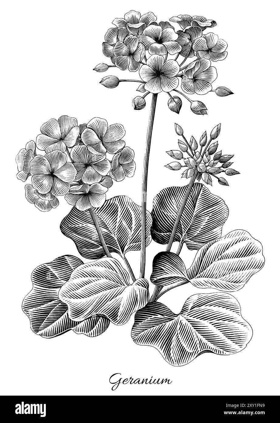 Antique engraving illustration of geranium hand draw black and white ...
