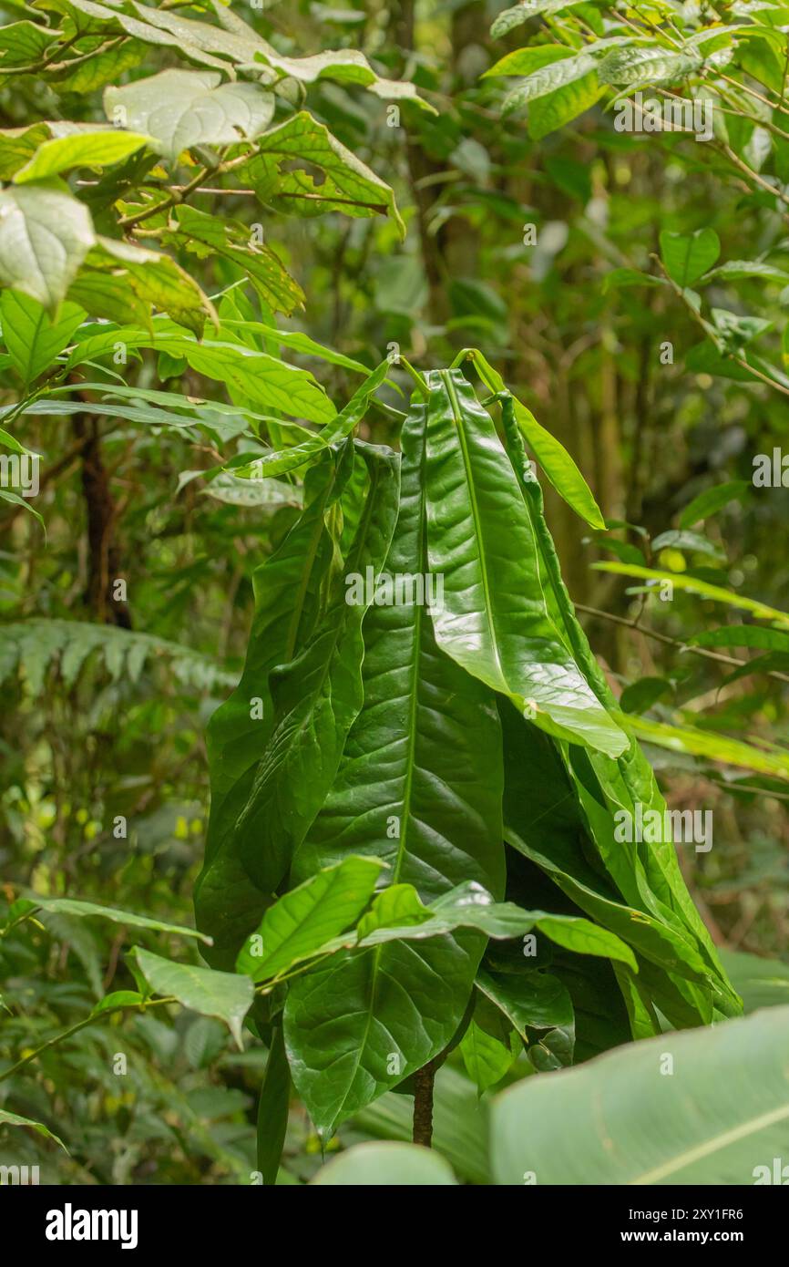 plant formed into a tent by tent-making bats (Uroderma bilobatum Stock ...