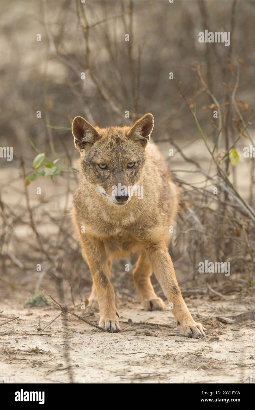 Golden Jackal (Canis aureus Stock Photo - Alamy