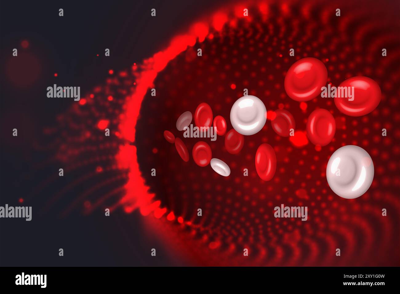 Red and white blood cells in an artery. Veins and vessels illustration ...