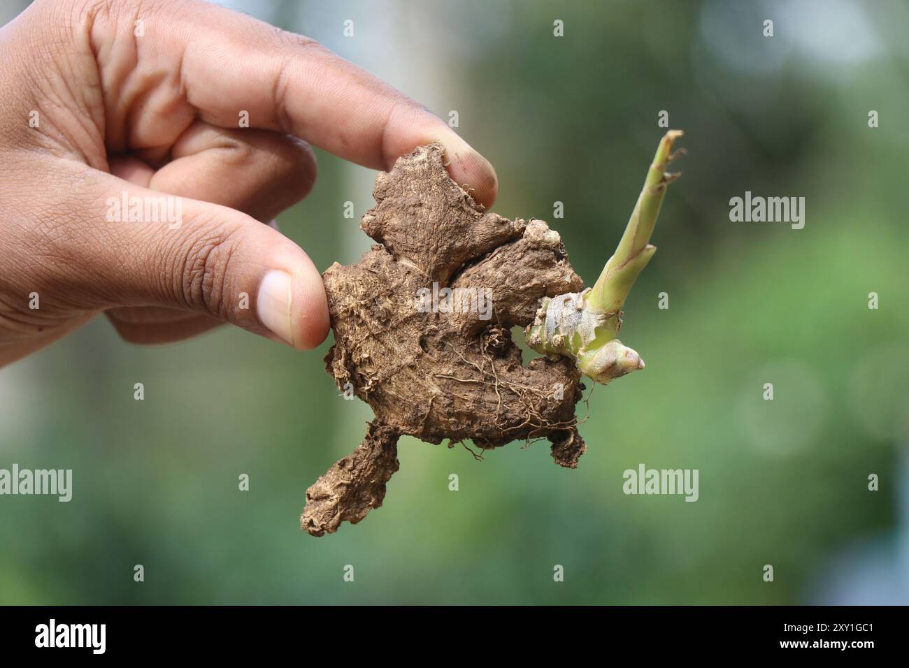 Fresh green ginger seedling held in the hand with natural light and ...