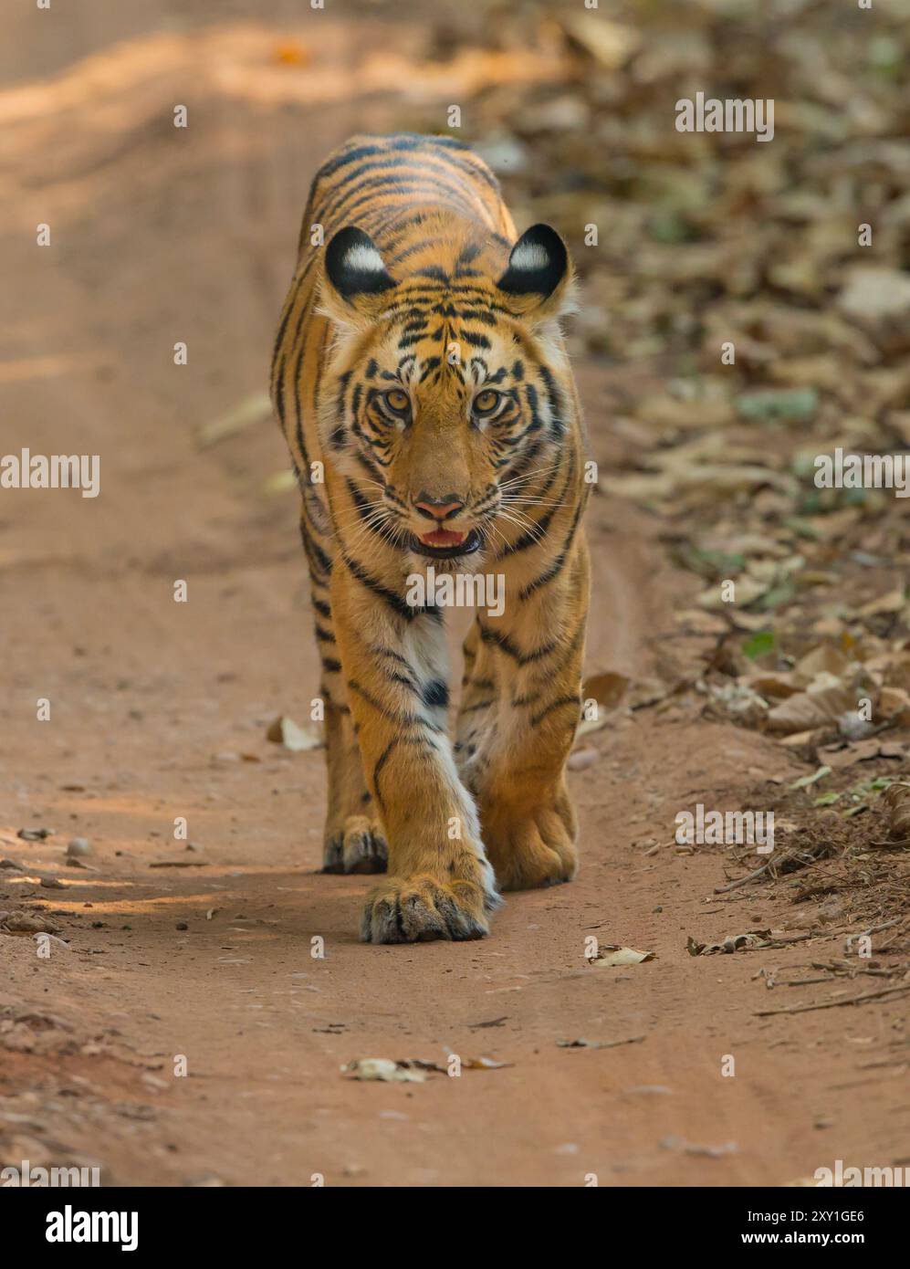 Tiger (Panthera tigris) female walking toward camera Stock Photo - Alamy
