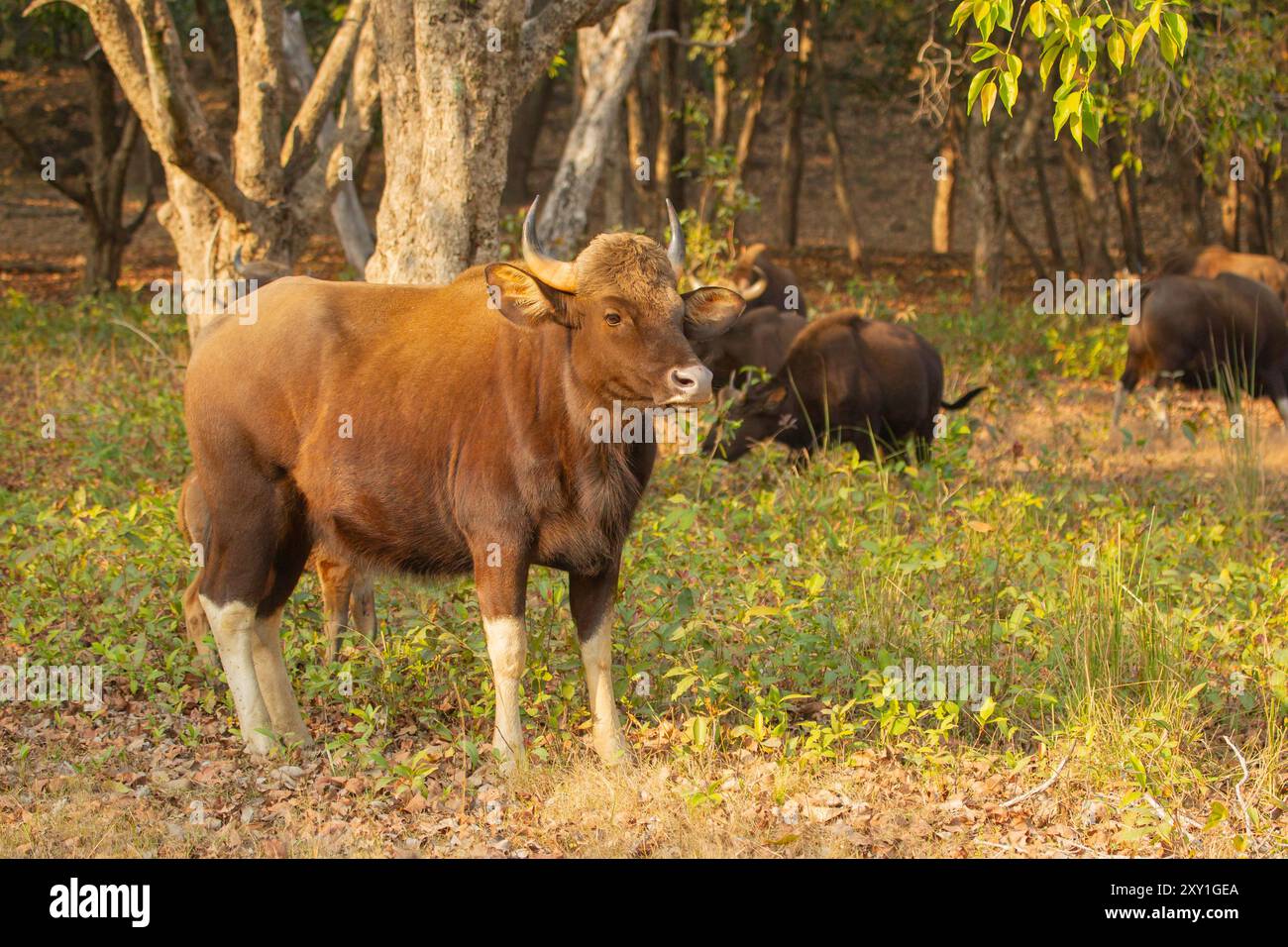 Gaur (Bos gaurus Stock Photo - Alamy