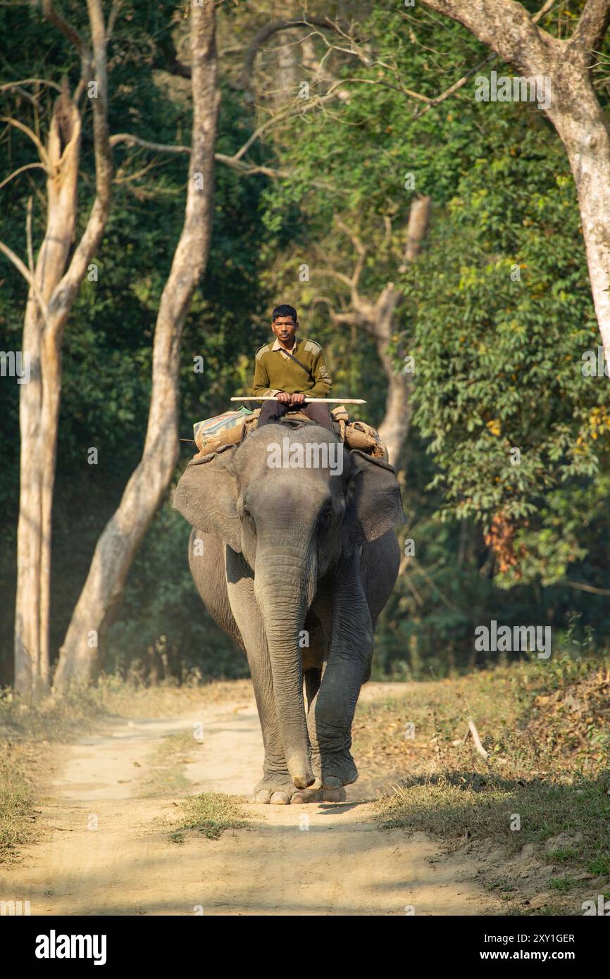 Asian Elephant (Elephas maximus) Park ranger riding toward camera Stock ...