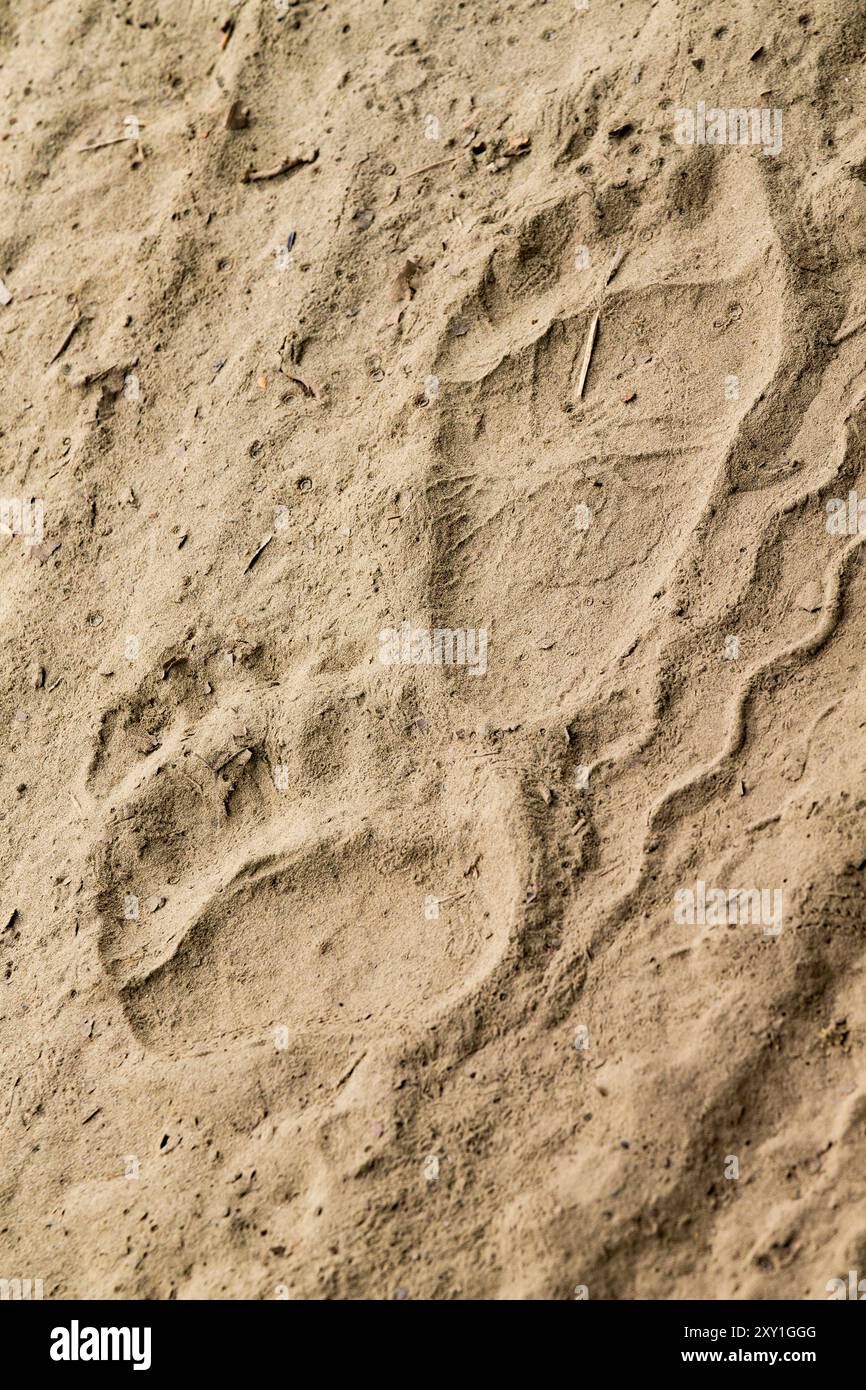 Sloth Bear (Melursus ursinus) front and rear paw prints in the sand ...