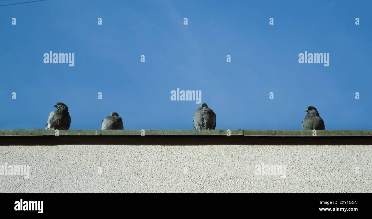 Four doves sitting hi-res stock photography and images - Alamy