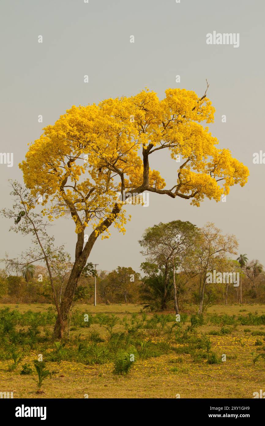 Caribbean trumped tree hi-res stock photography and images - Alamy