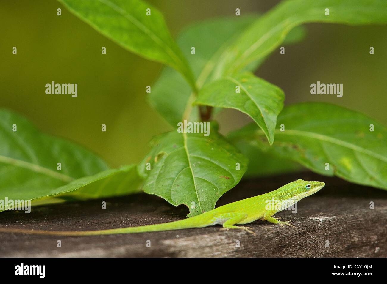 Green Anole (Anolis carolinensis Stock Photo - Alamy