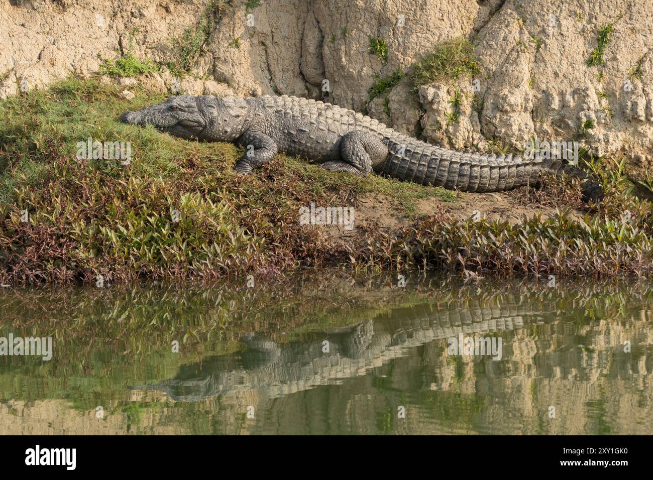 Marsh Crocodile (Crocodylus palustris), also called the Indian or ...