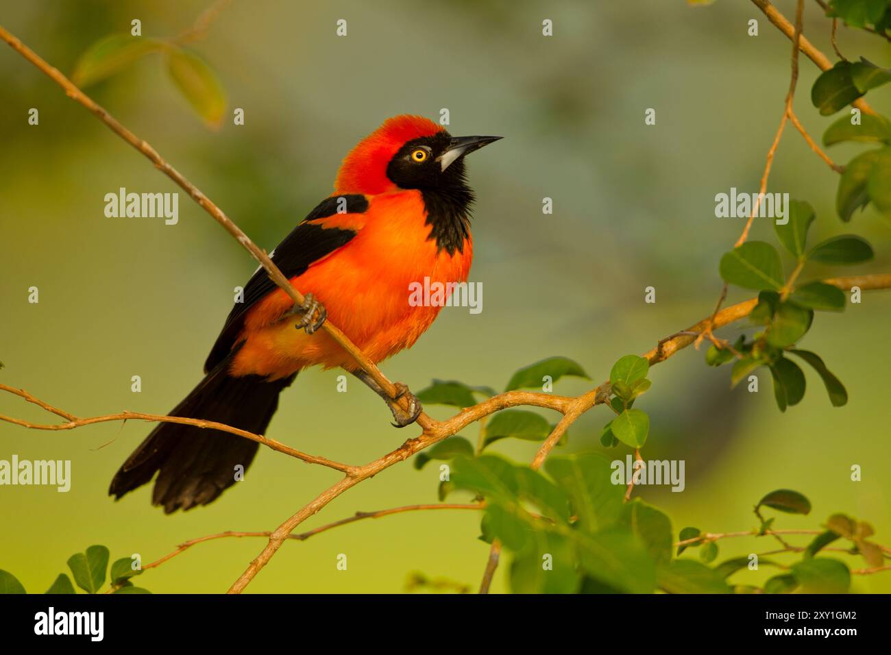 Orange-backed Troupial (Icterus croconotus Stock Photo - Alamy