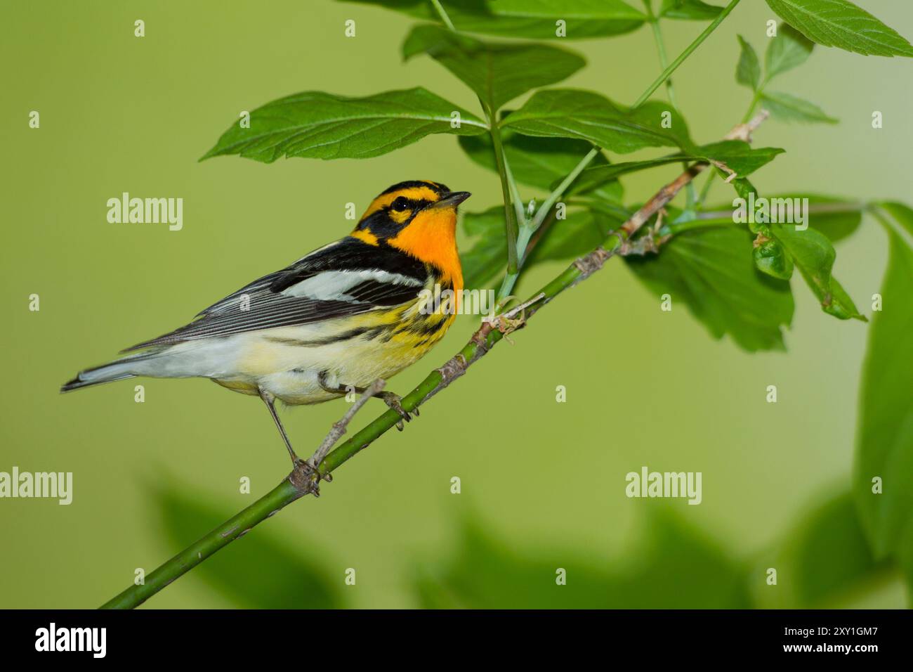 Blackburnian Warbler (Dendroica fusca), male, breeding plumage Stock ...