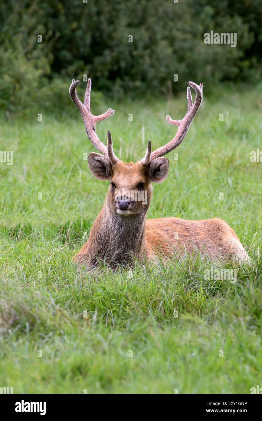 Red deer in a clearing in the wild Stock Photo - Alamy