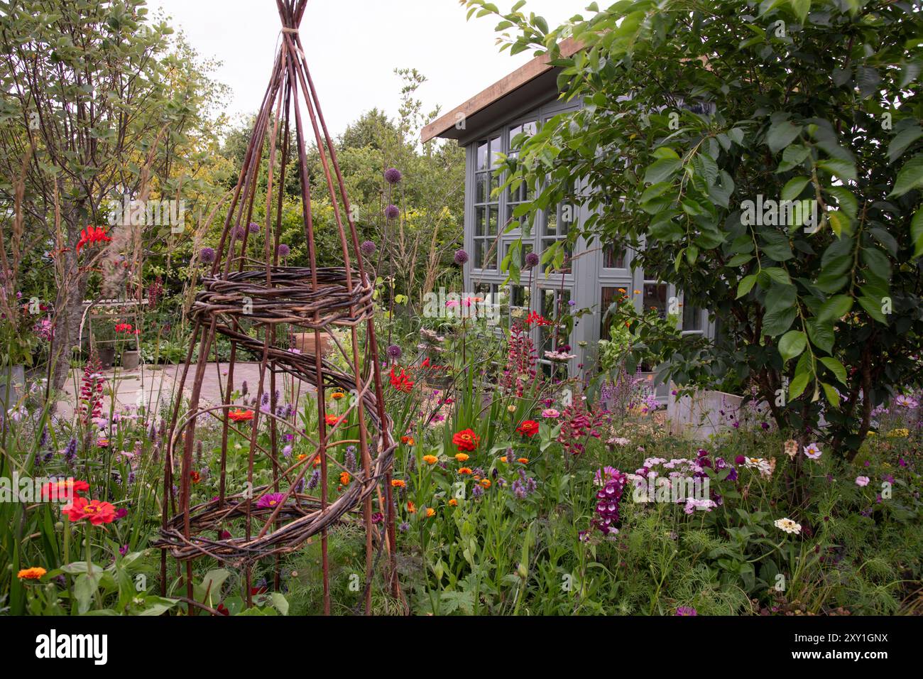 A wiilow wigwam plant support in a colourful summer border of Zinnia ...
