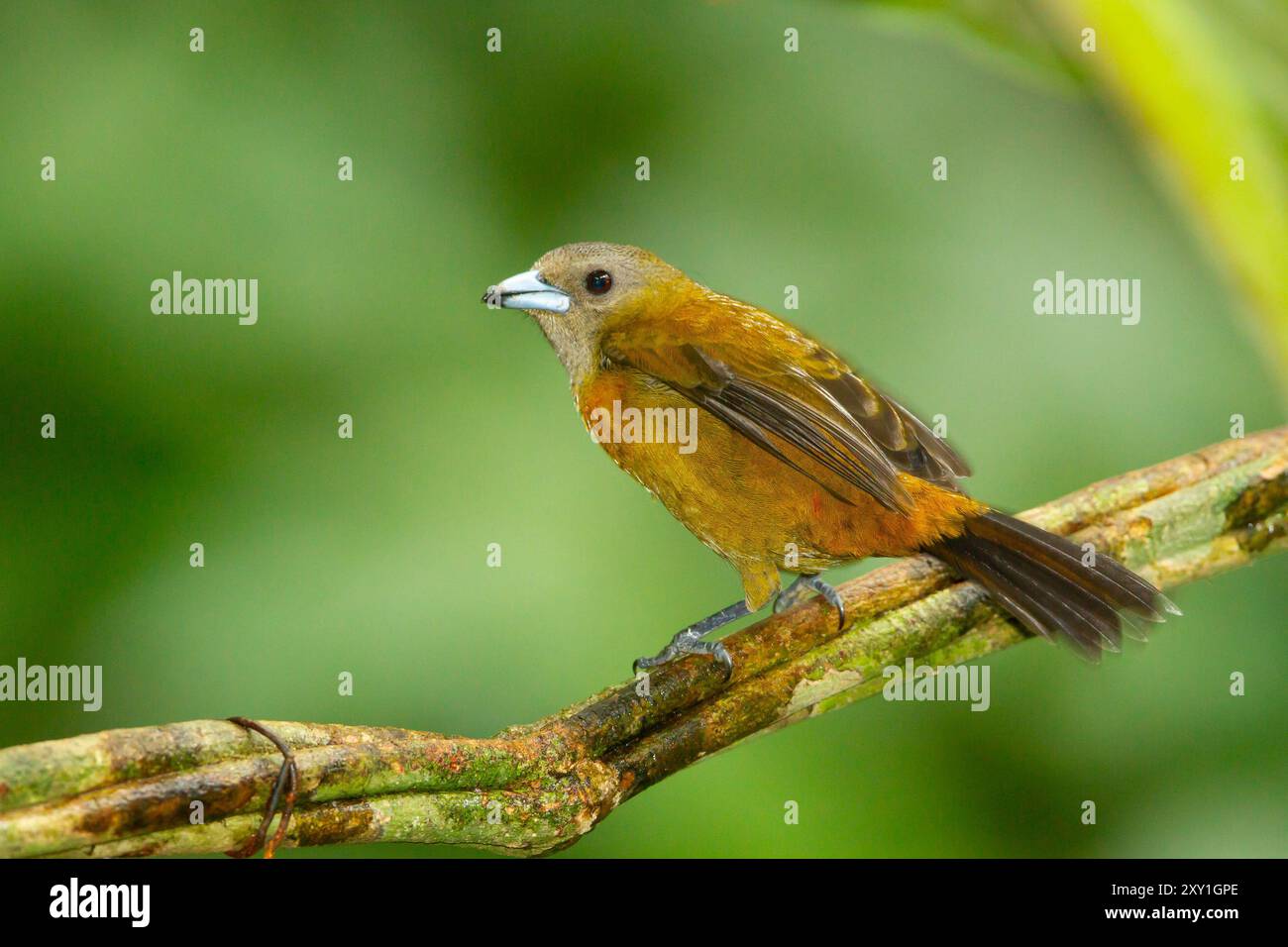 Passerini's Tanager (Ramphocelus passerini) female Stock Photo - Alamy