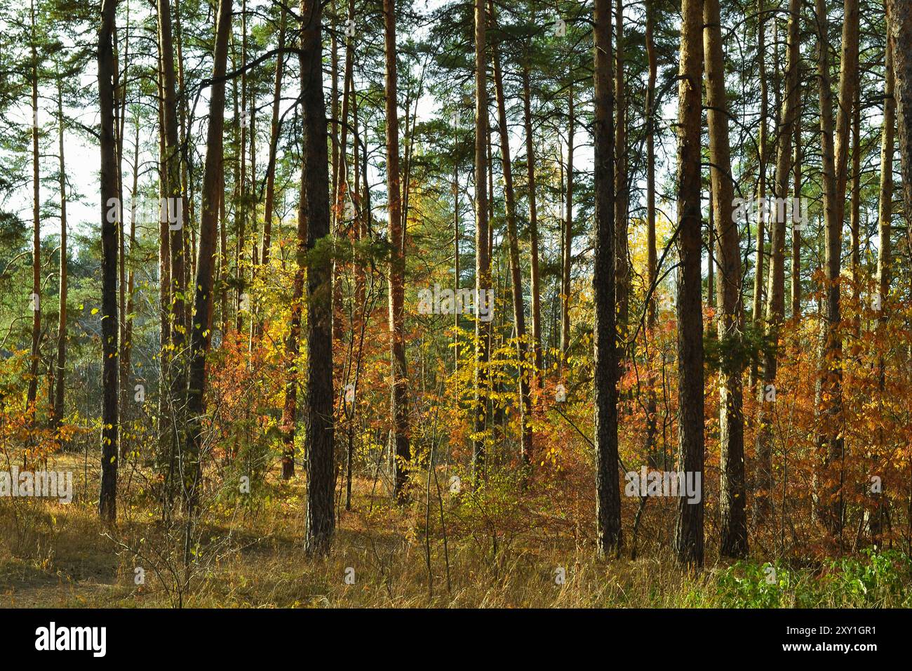 The tall, slender trunks of the pine trees in the autumn woods under ...