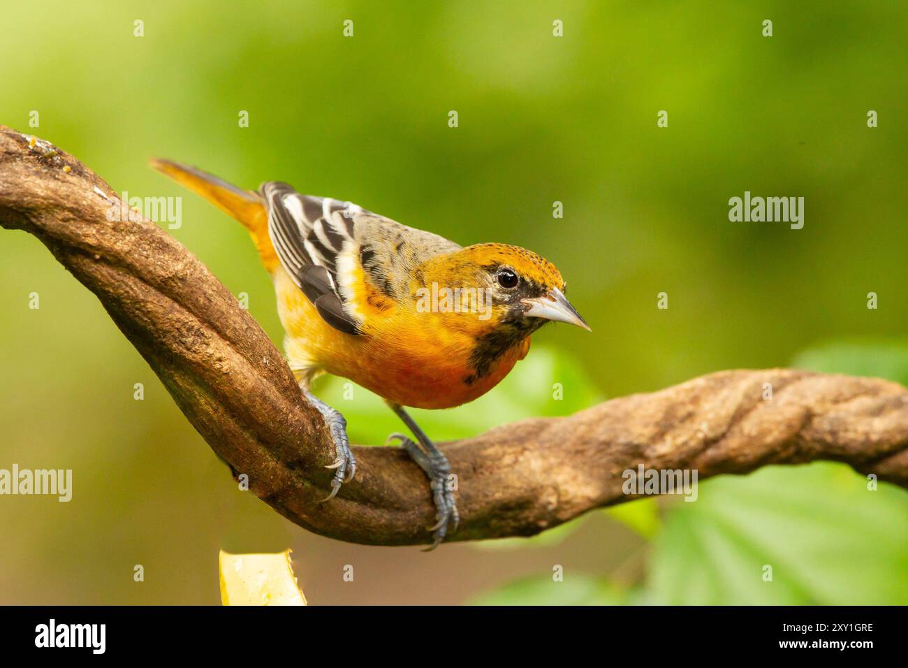 Passerini's Tanager (Ramphocelus passerini) female Stock Photo - Alamy
