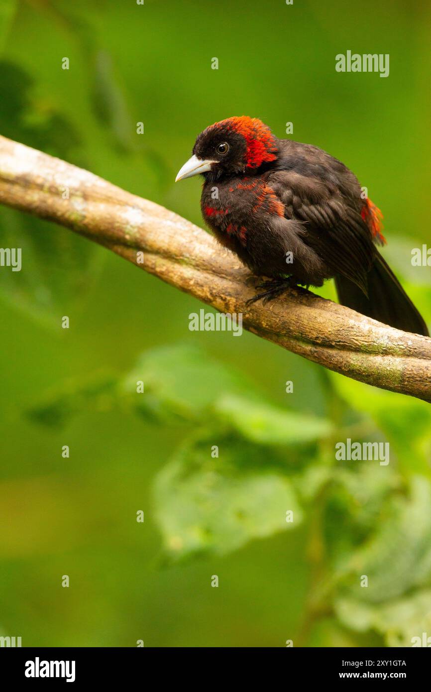 Crimson-Collared Tanager (Ramphocelus sanguinolentus Stock Photo - Alamy