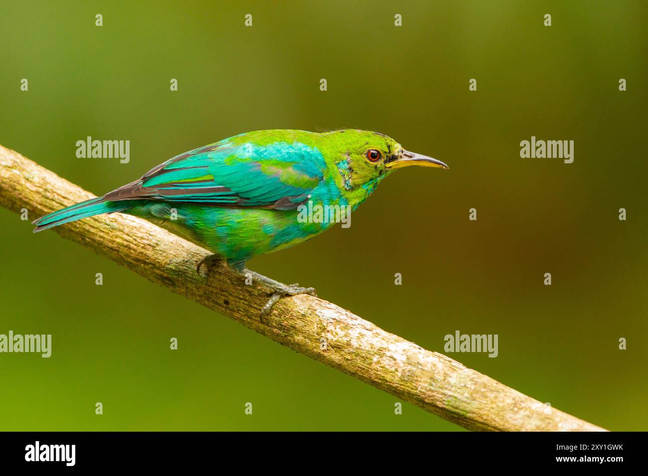 Green Honeycreeper (Chlorophanes spiza) juvenile male molting Stock Photo - Alamy