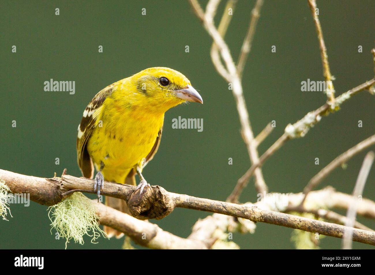 Female flame colored tanager hi-res stock photography and images - Alamy