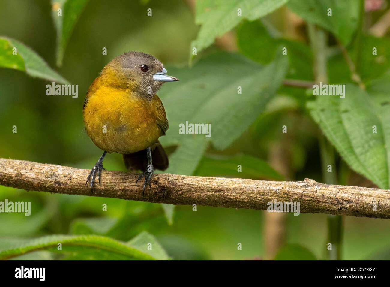 Olive-backed Euphonia (Euphonia gouldi) female Stock Photo - Alamy