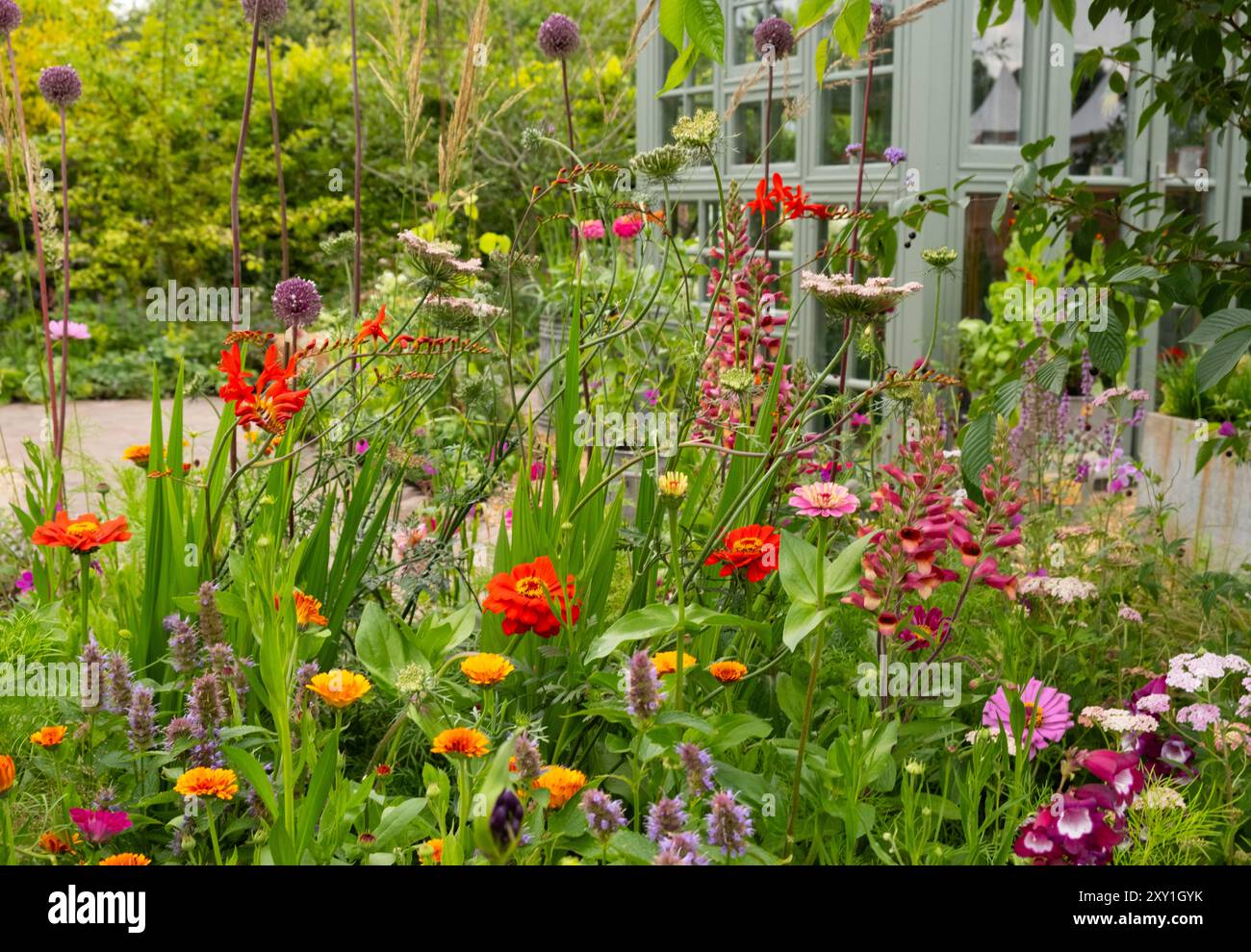 A colourful border of Zinnia elegans 'Giant Dahlia Mix' Digitalis 'Ruby ...