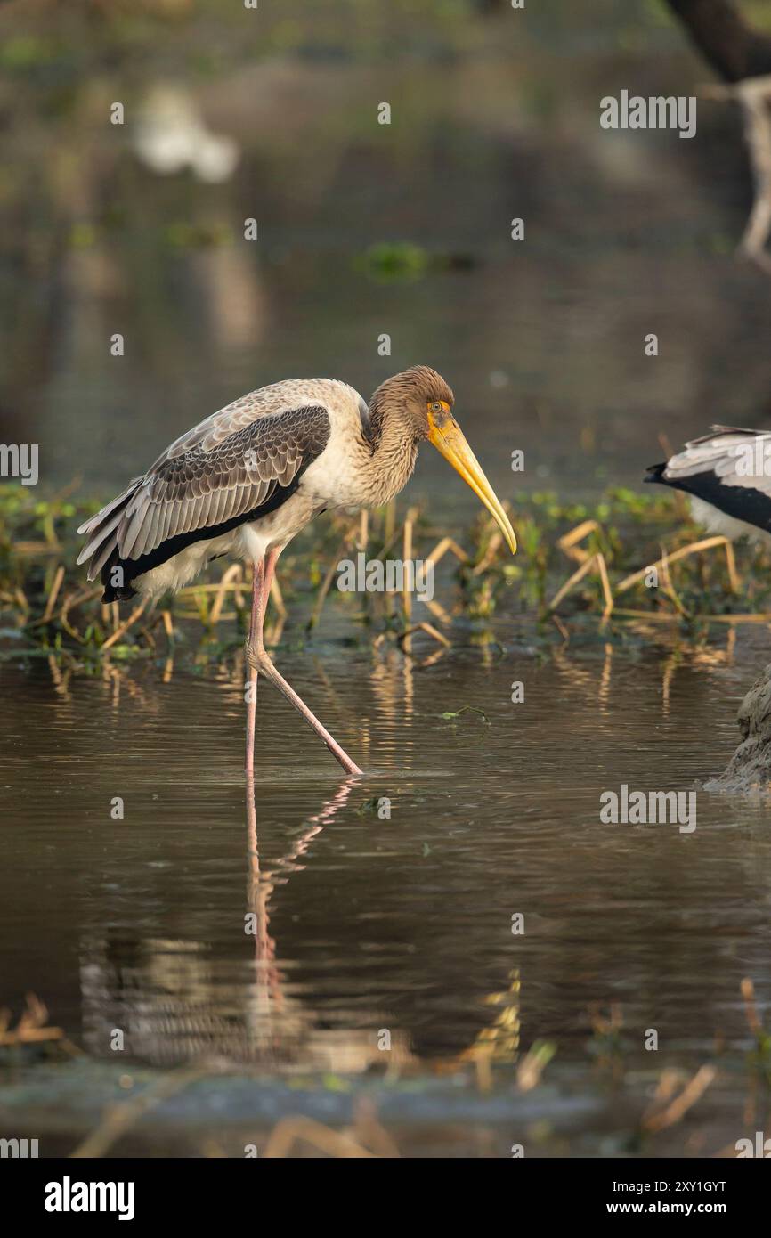 Painted Stork (Mycteria leucpcephala) juvenile wading Stock Photo - Alamy