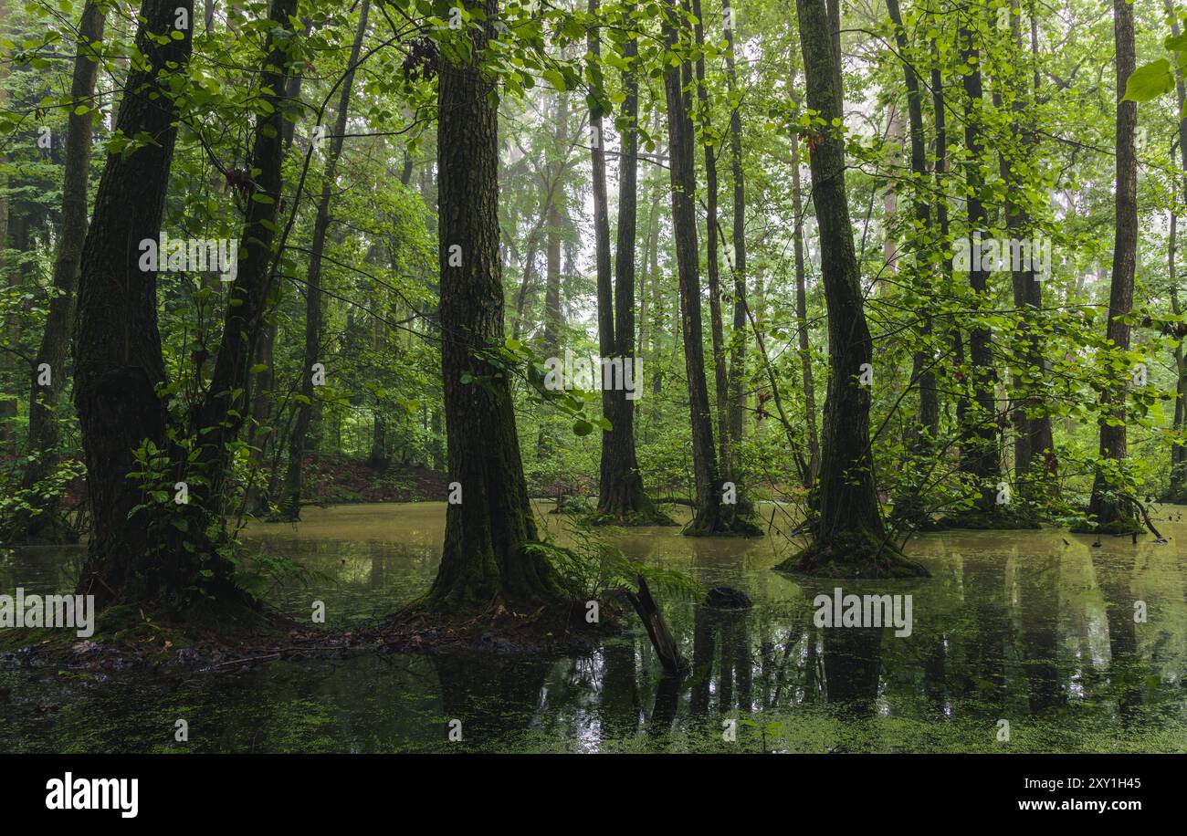 Spring swamp with green trees in morning misty fog. Czech landscape ...