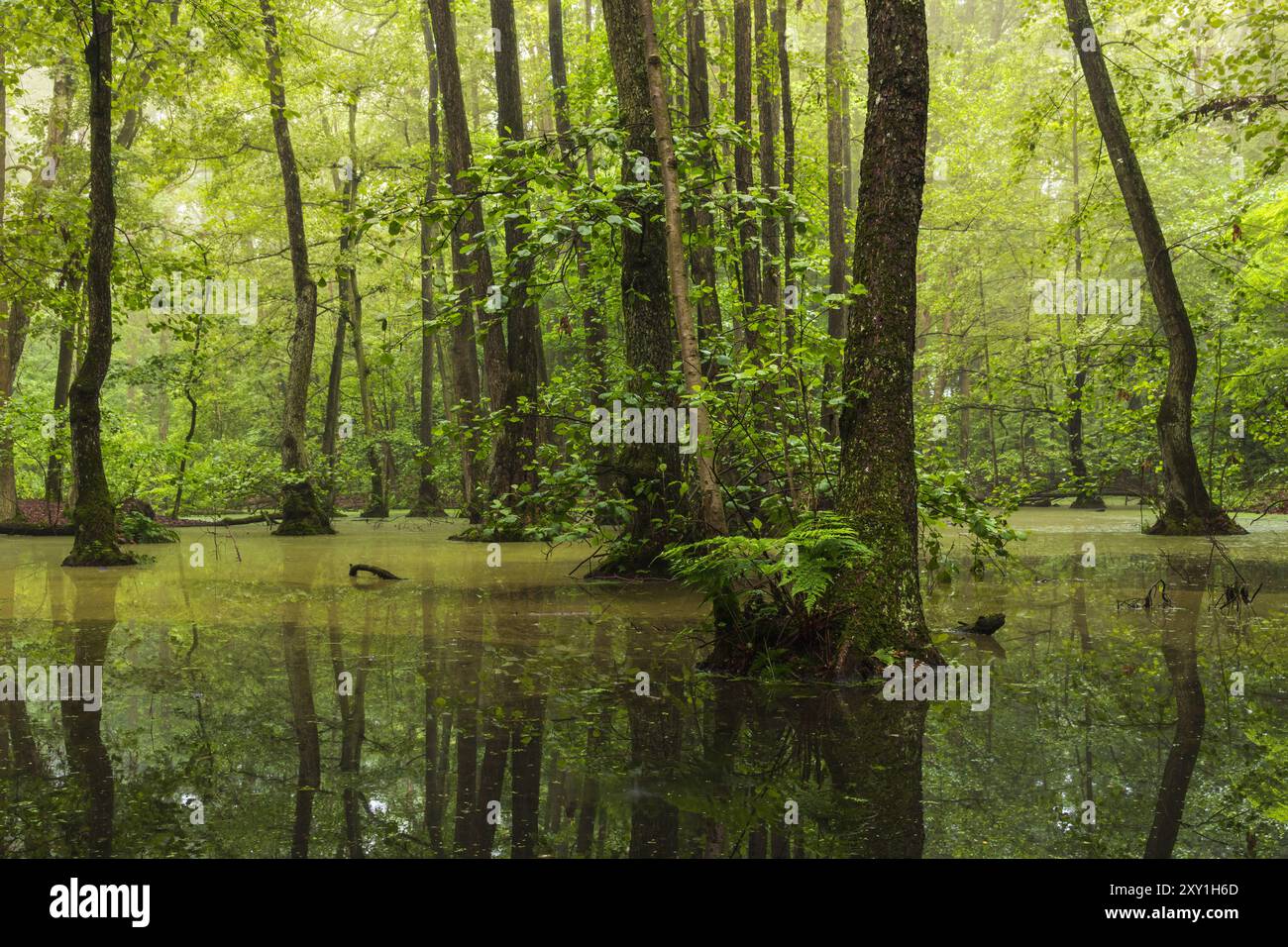 Spring swamp with green trees in morning misty fog. Czech landscape ...