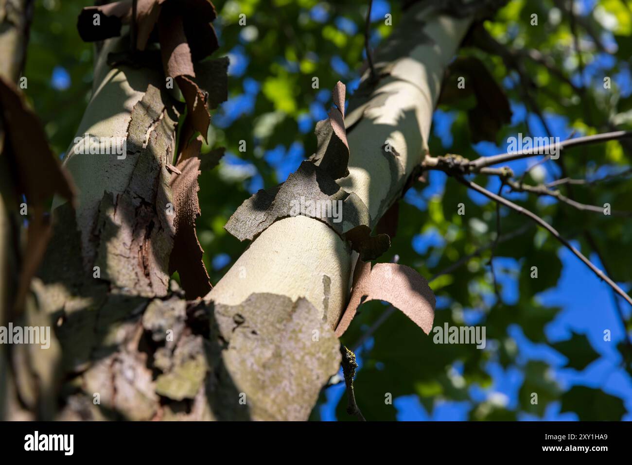 foliage of the sycamore tree in the summer, the beautiful foliage of ...