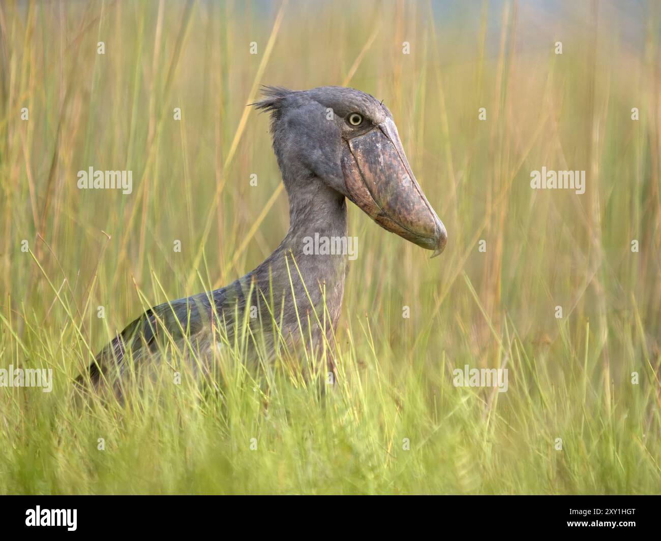 Shoebill stork (Balaeniceps rex) standing in long grass reeds, Mabamba ...