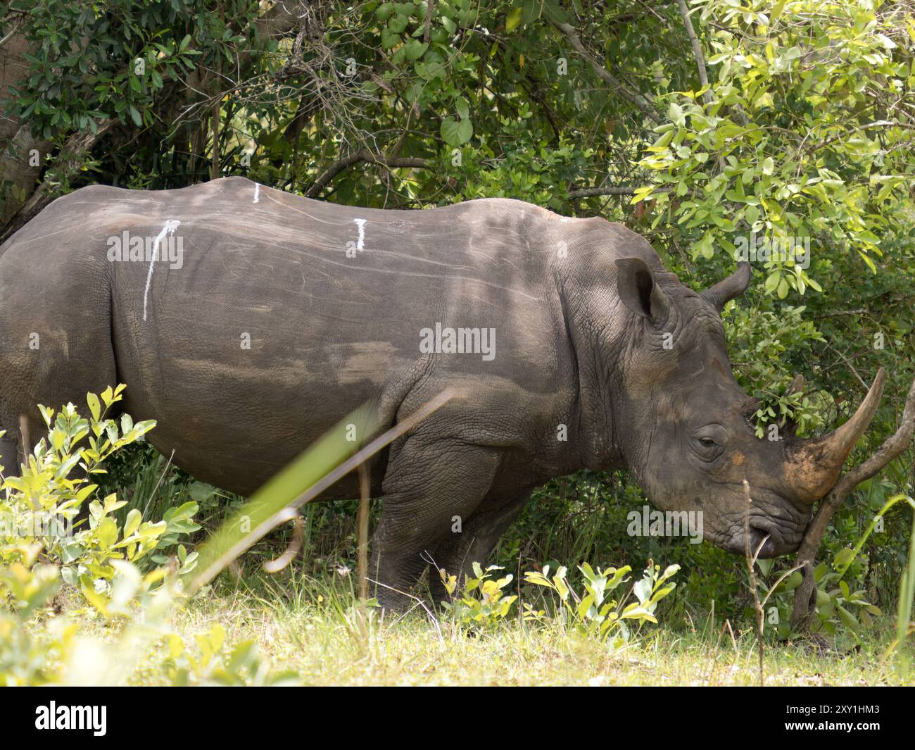 Northern White Rhino (Ceratotherium simum cottoni) grazing on grassland ...