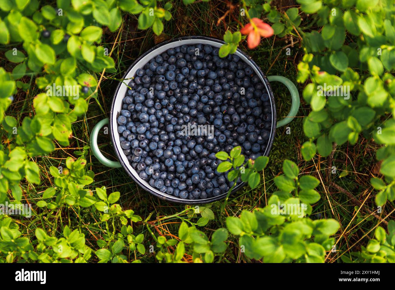 Old mug with collected blueberry in forest. Raw food, healthy eating ...