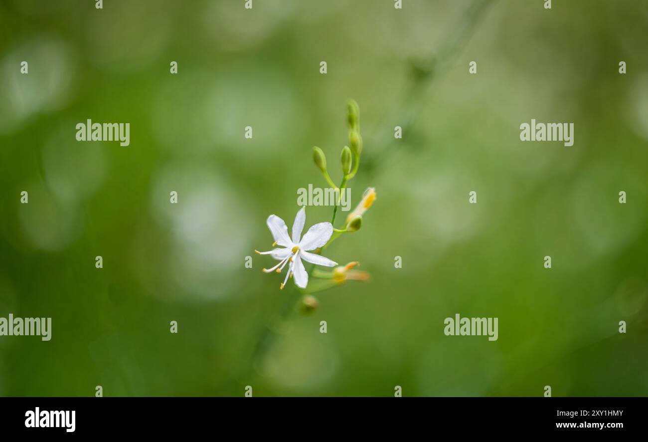 St. bernard's lily, anthericum liliago flower with blured background ...