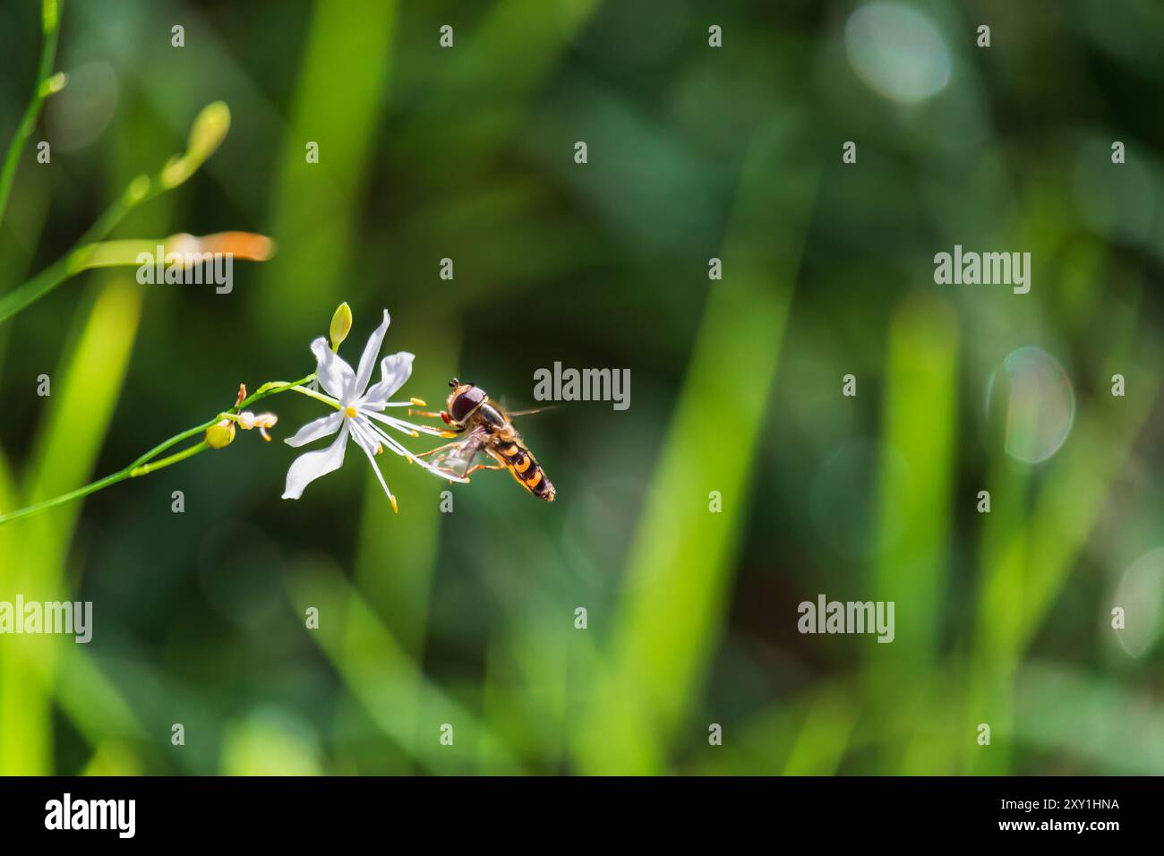 Hoverfly, syrphidae insect sitting on st bernard's lily flower. Animal ...