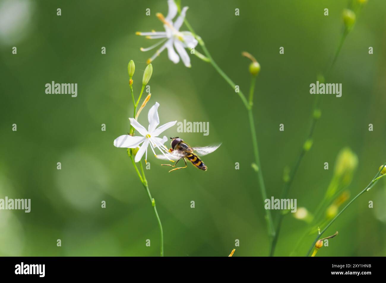 Hoverfly, syrphidae insect sitting on st bernard's lily flower. Animal ...