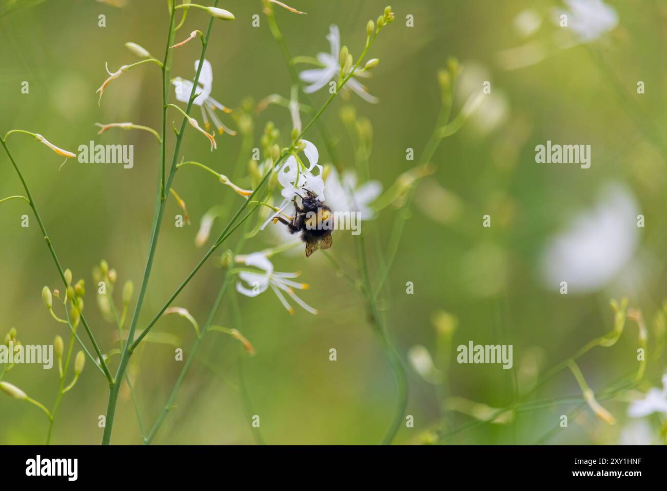 Bumbleee, bombus insect suck nectar on st bernard's lily flower. Animal ...