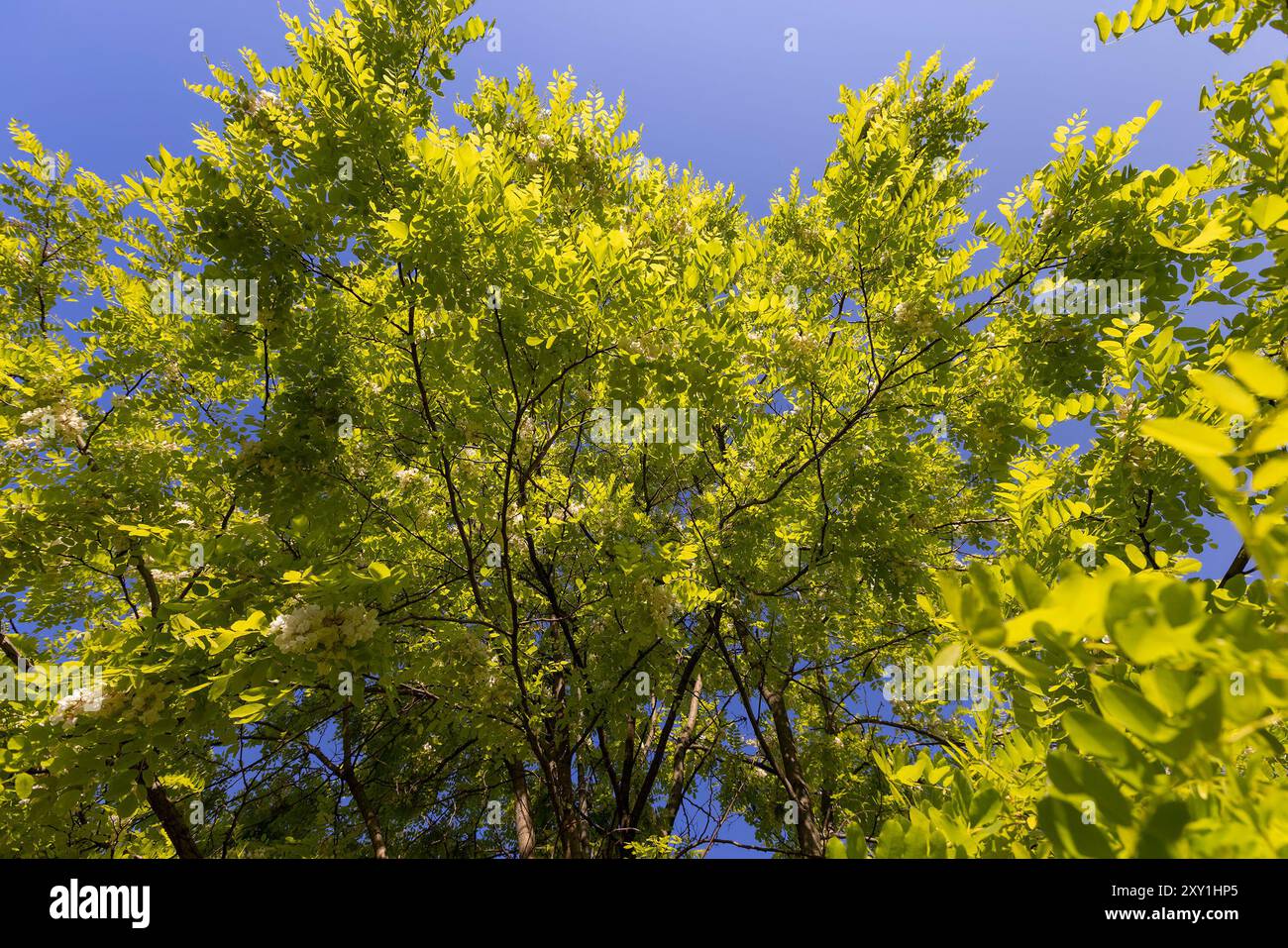 the green foliage of the acacia tree in sunny weather, a beautiful ...