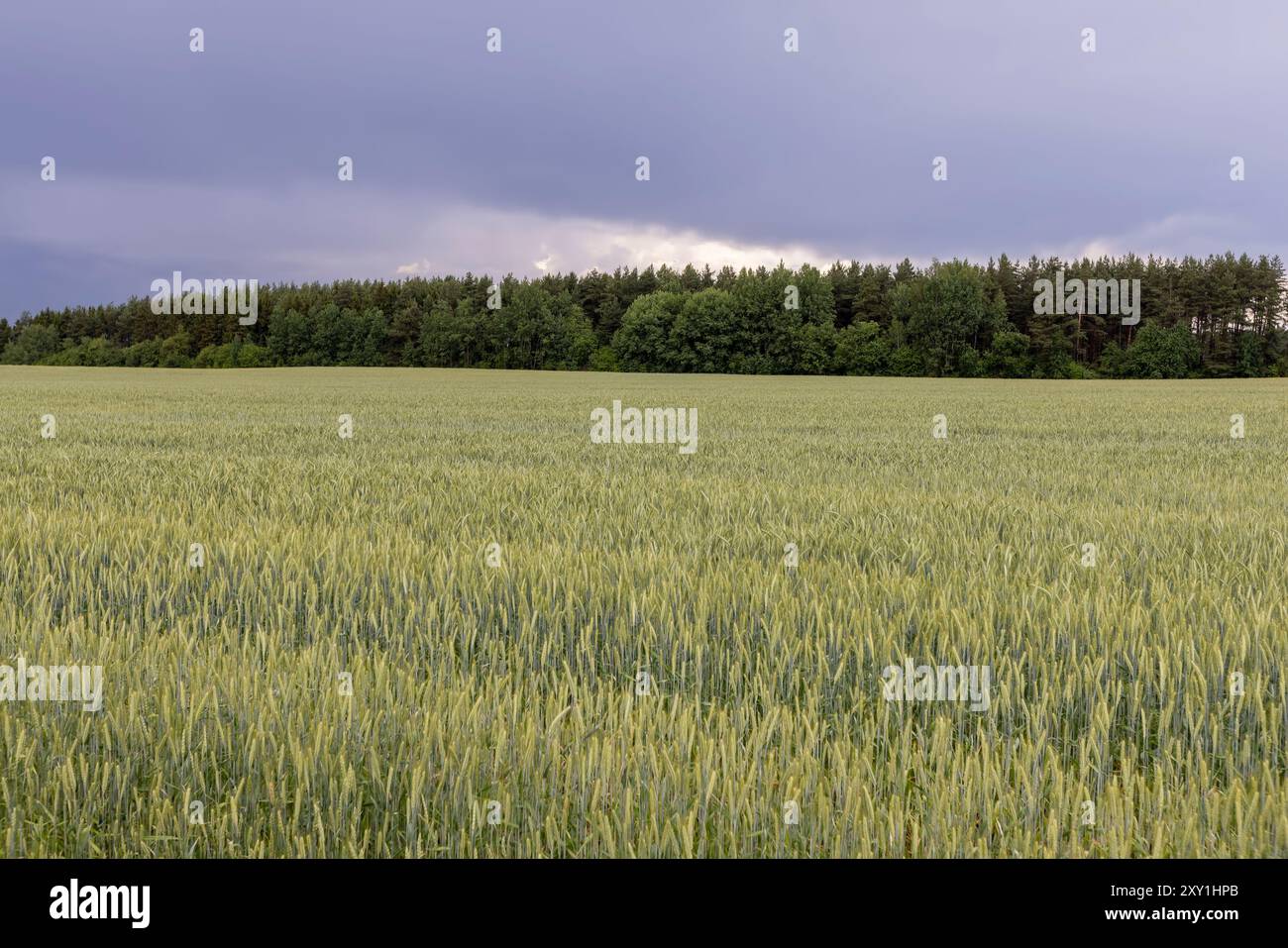 wheat field after a thunderstorm and rain, cloudy weather in a field ...