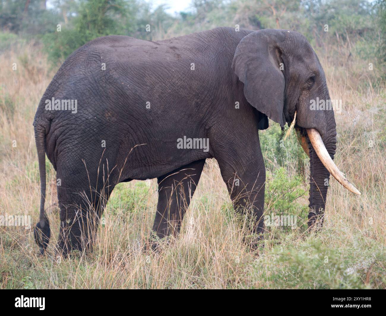 African elephant (Loxodonta africana) walking in grassland, Murchison ...