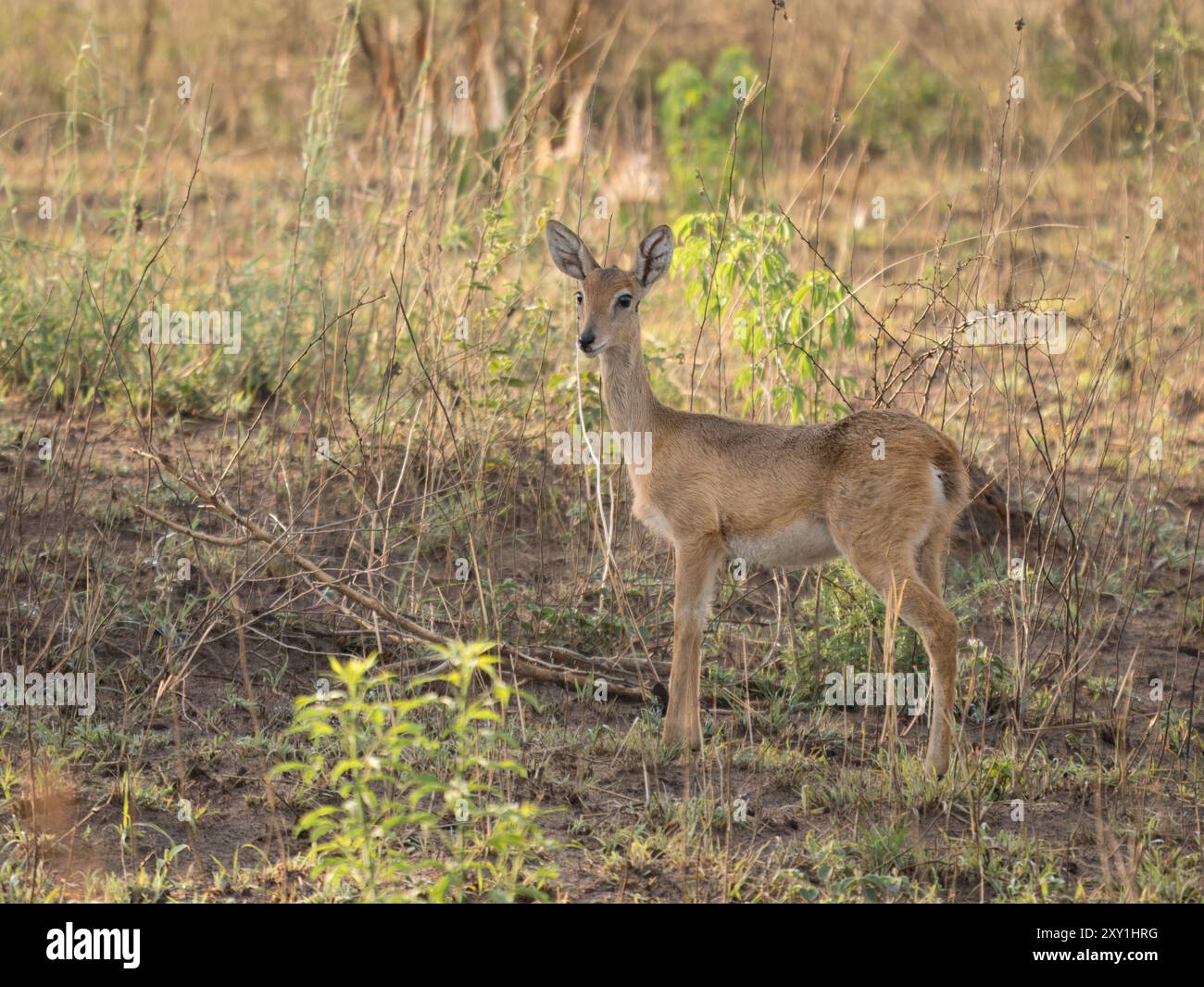 Oribi (Ourebia ourebi) female, standing in grassland, Murchison Falls ...